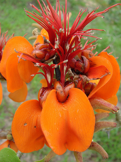 Mulungu - Erythrina mulungu