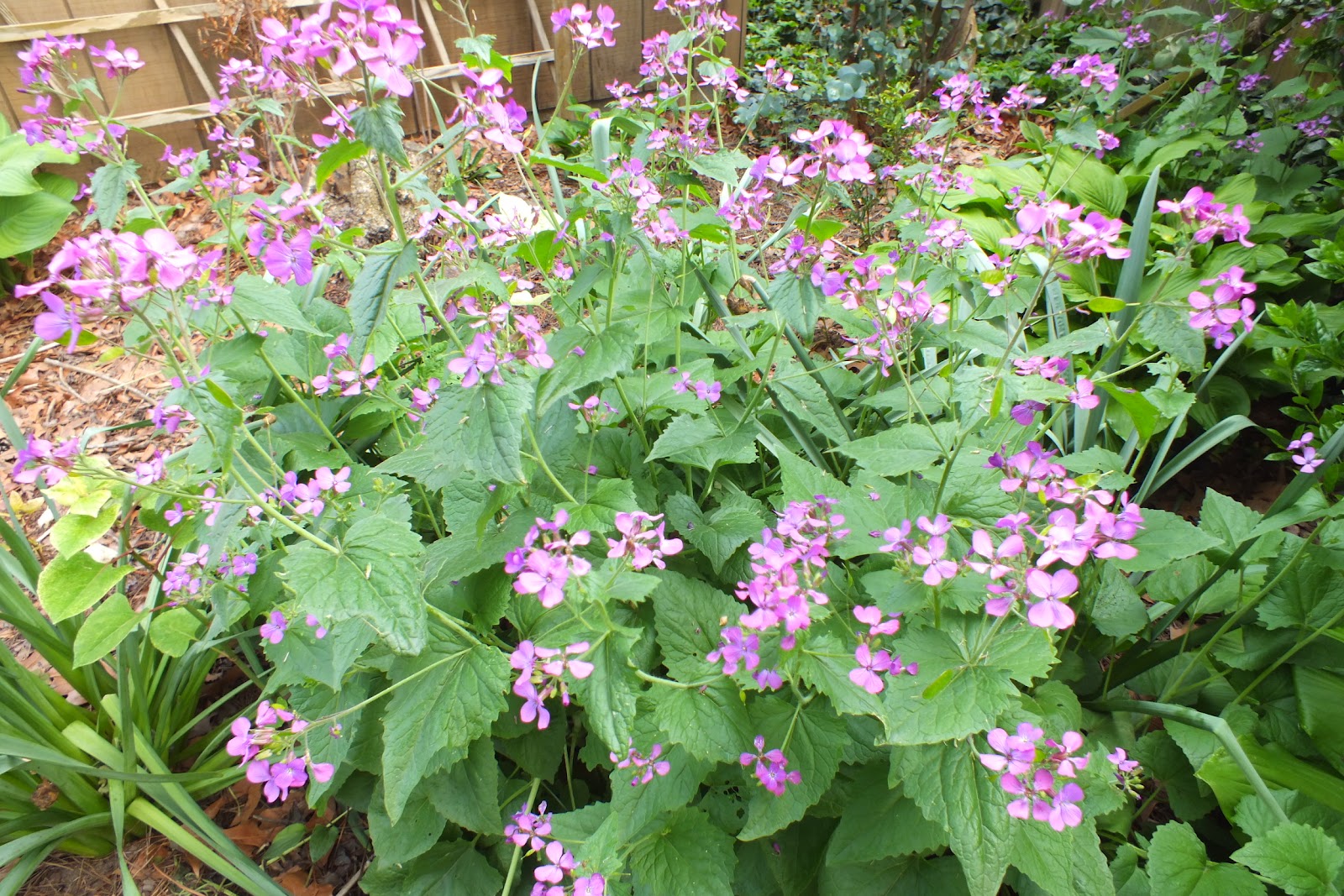 Gene's Garden: April Flowers