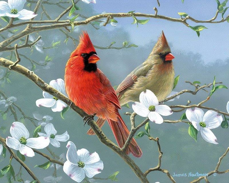 El arte es su máxima expresión : Coloridos Pájaros y Paisajes en la ...