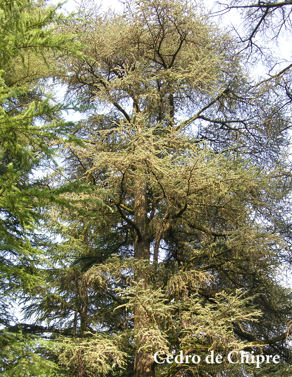 elarbolmiamigo-encinarosa: Cedros / Cedrus del Atlas. var. glauca ...