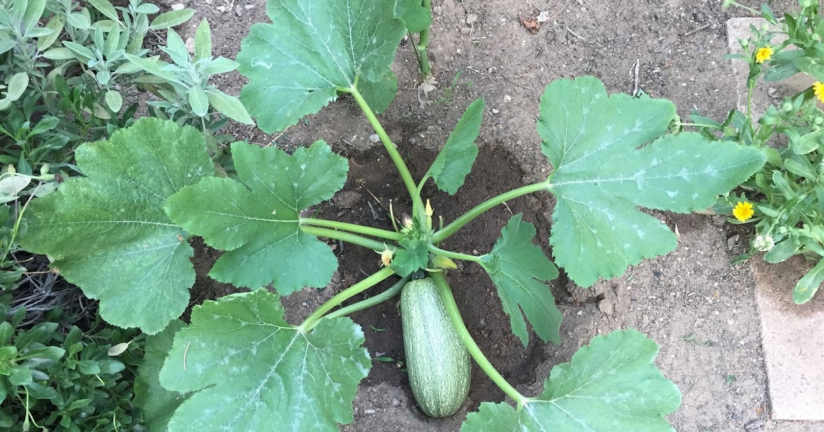 How To Grow Organic Courgettes - HOME AND GARDEN