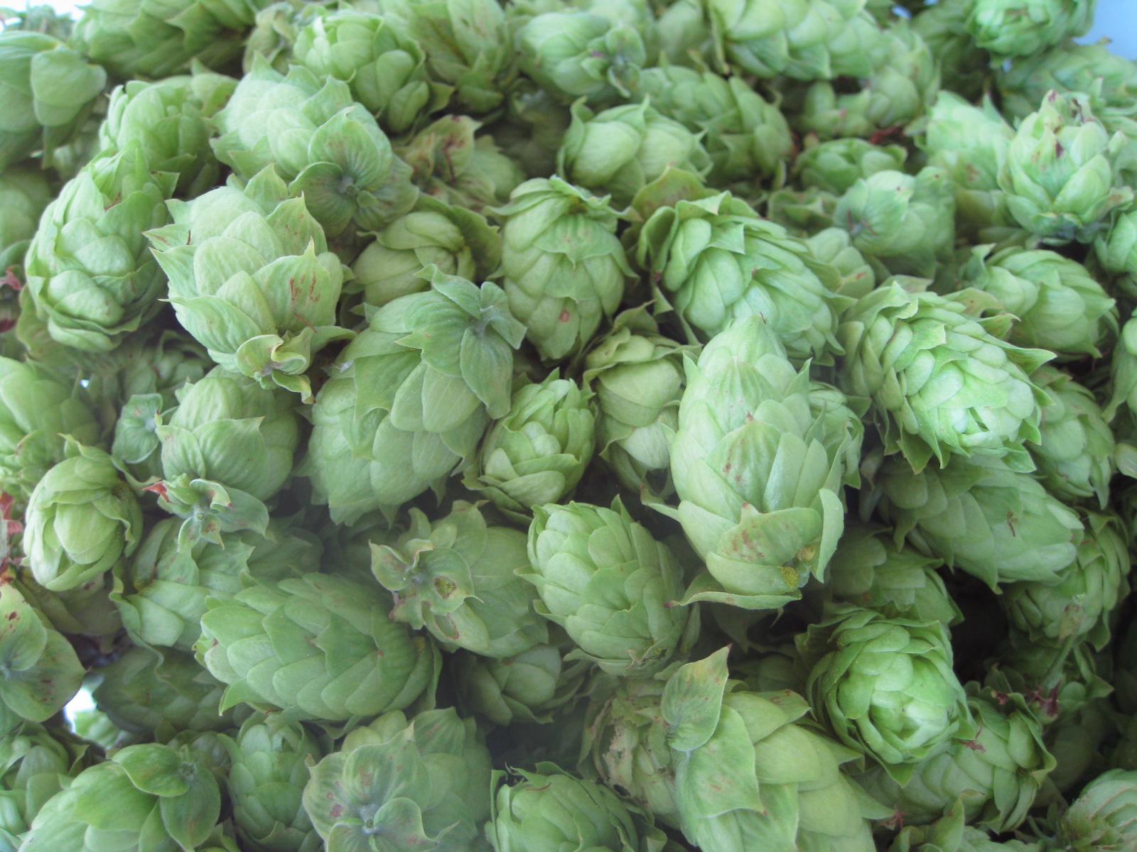 Red Bucket Farm: Hops Harvest