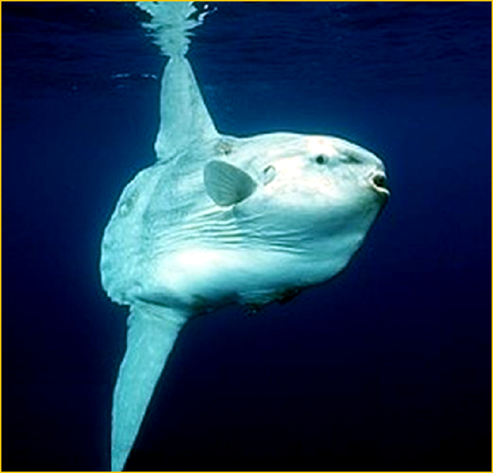 Poet'anarquista: PEIXE-LUA