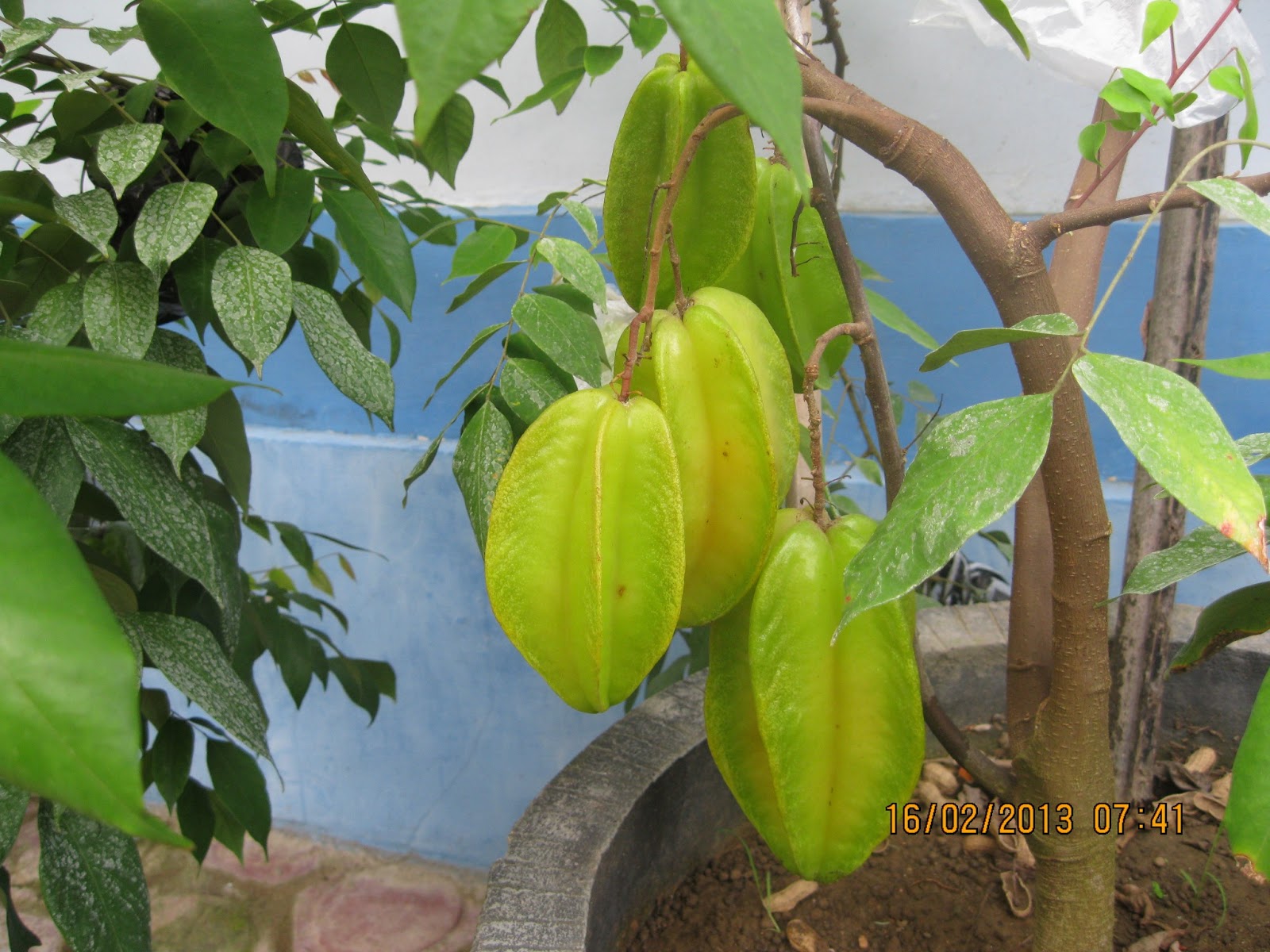 BERKEBUN BUAH DALAM POT: MANFAAT BELIMBING