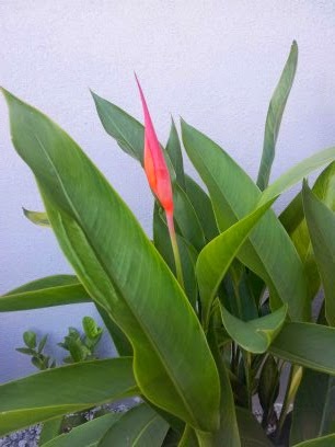 Ceritera FLK: Pokok Sepit Udang sudah berbunga