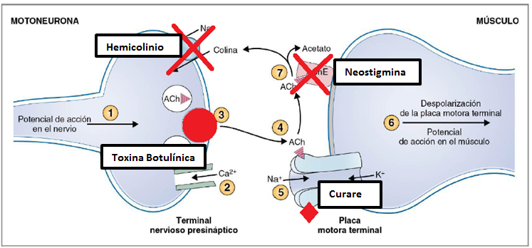 MISTER MÉDICO : enero 2017