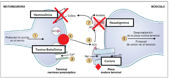 MISTER MÉDICO : Sustancia que alteran la Unión Neuromuscular