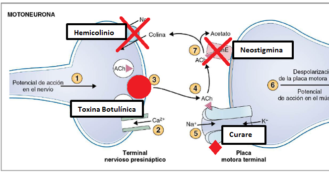 MISTER MÉDICO : Sustancia que alteran la Unión Neuromuscular