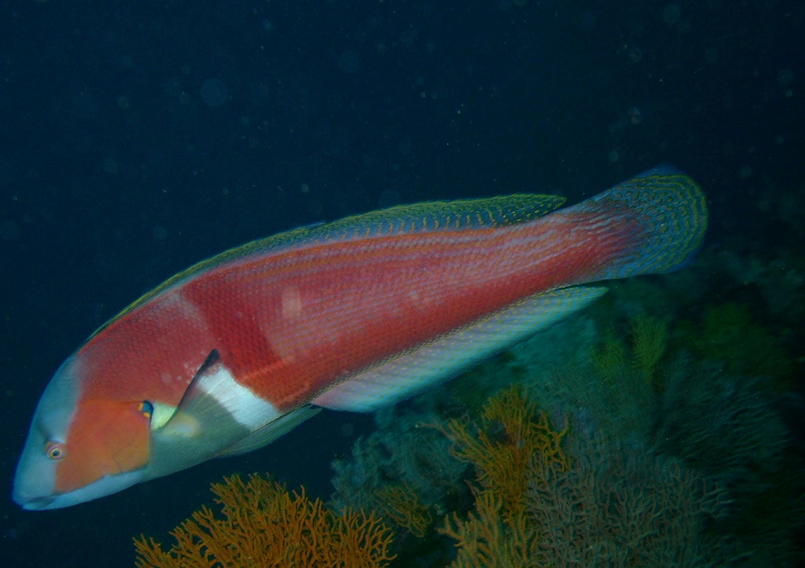 BillsDiving: September 2011