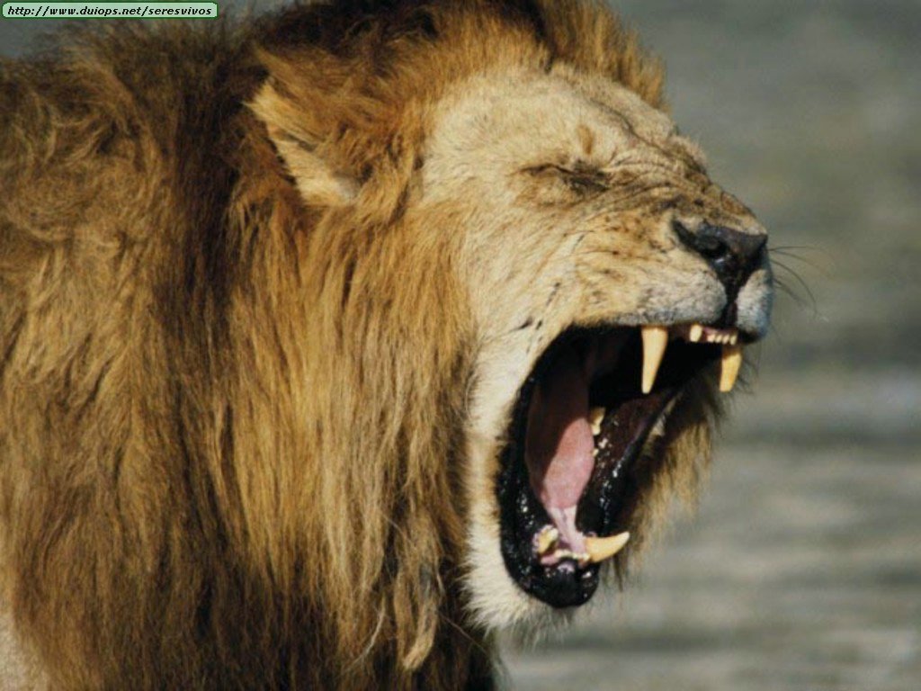 BIG CATS: OTROS FELINOS. El León.