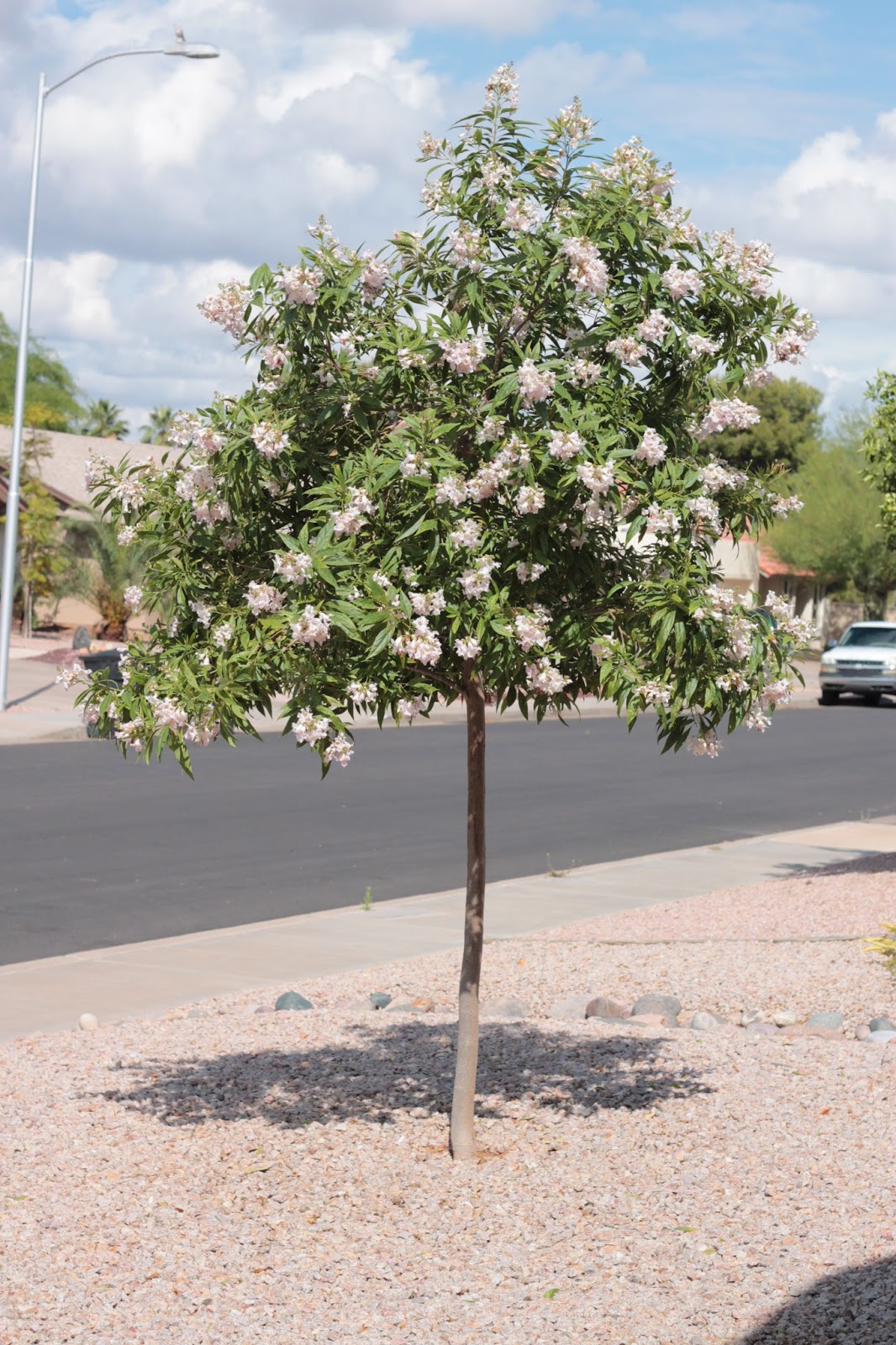 My Mesa Garden: Chitalpa Tree