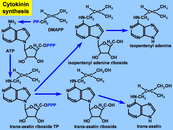 Plant Biotech: Cytokinins