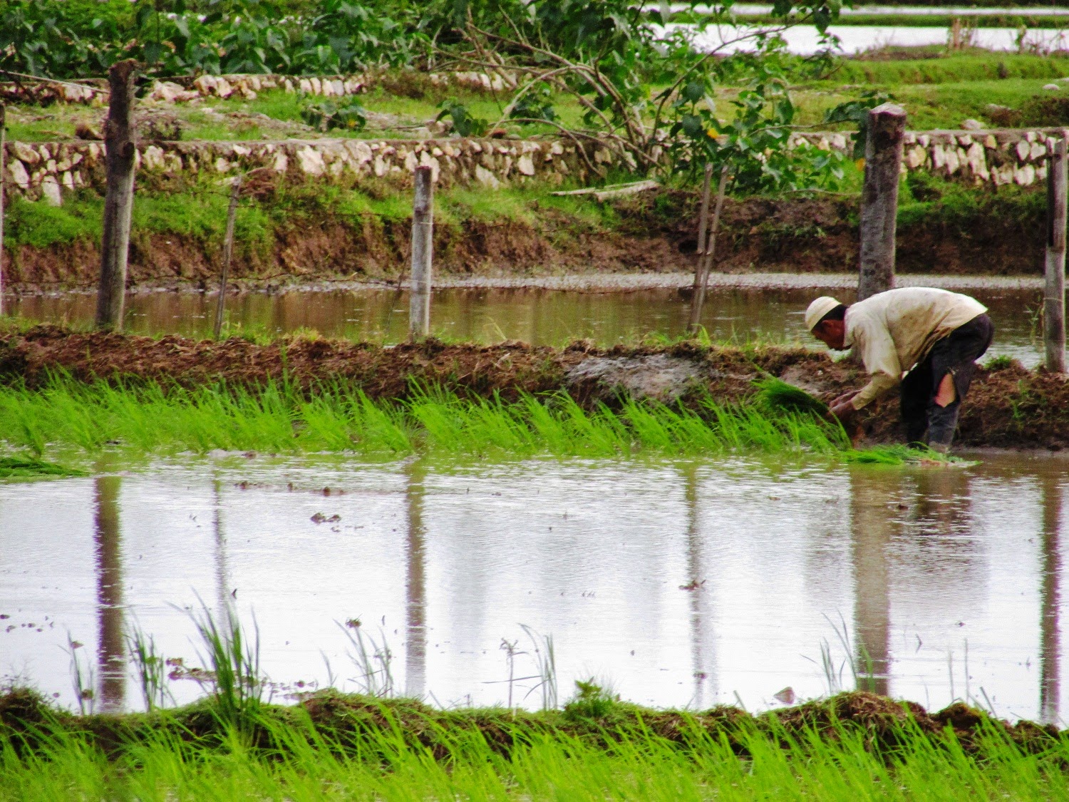 Foto: Pak Tani Menanam Padi di Sawah - Foto Lepas