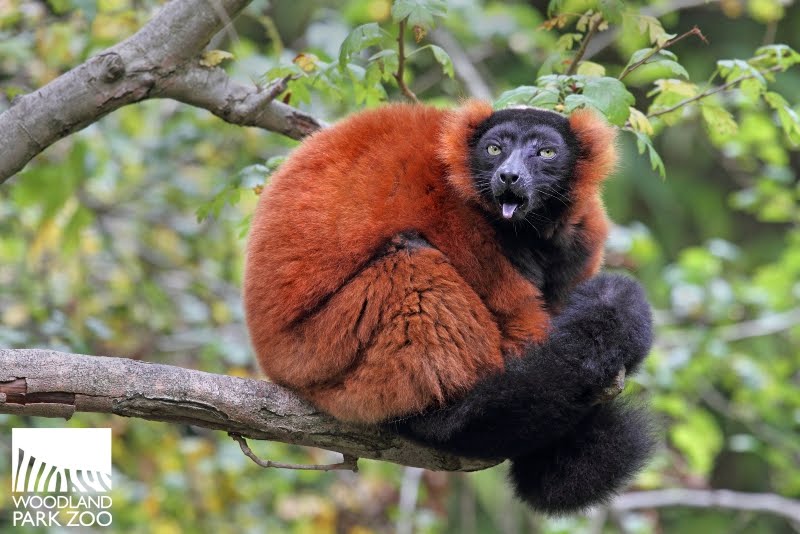 Wonderfully Wild Wednesday: Lemur cackle