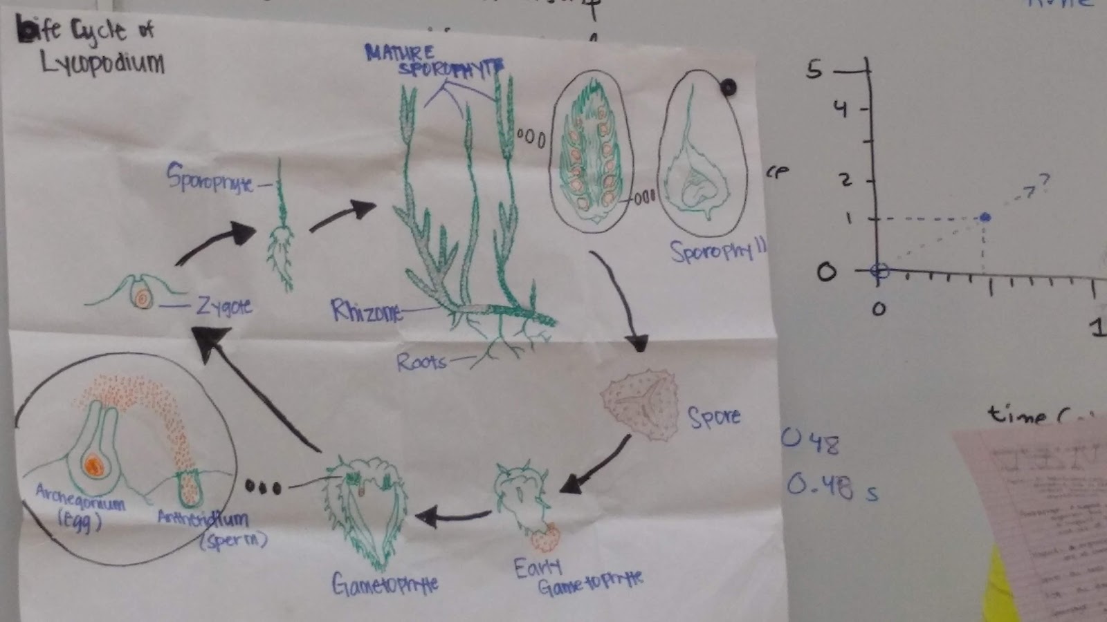 Bryo Lyco and Monilophyte presentations