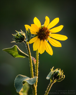 Prairie Wildflowers: Yellow