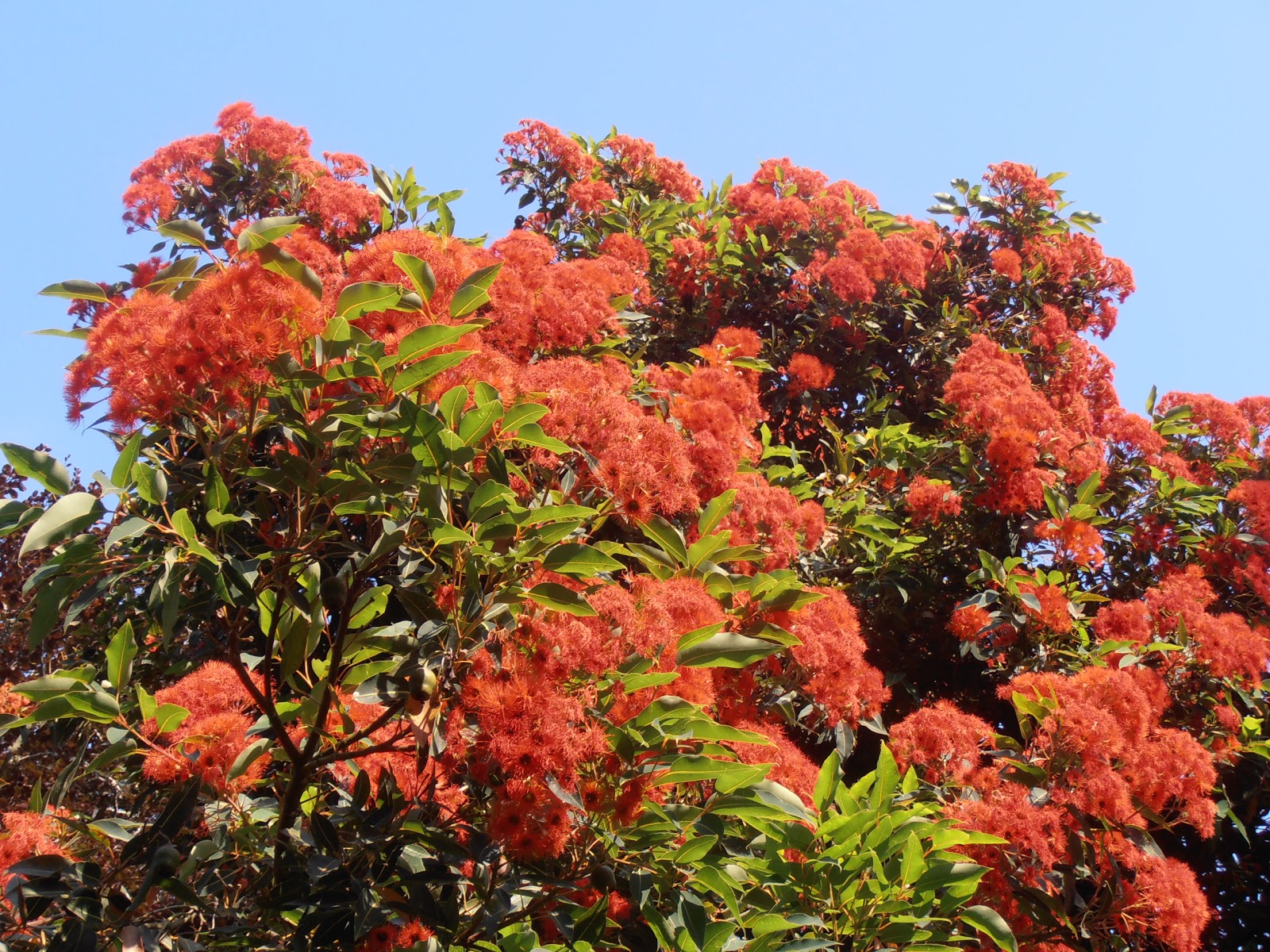 EUCALIPTO DE FLOR ROJA: Corymbia ficifolia | Plantas rioMoros