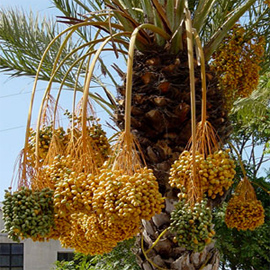 Hiking & Gardening: Pokok Kurma