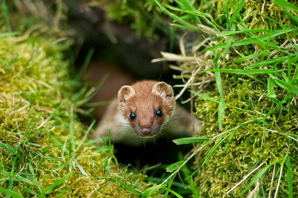 British Wildlife Centre ~ Keeper's Blog: New Stoat on Display