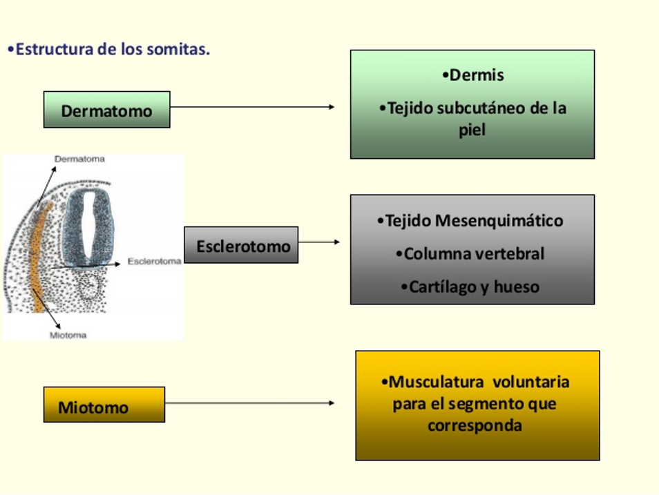 udla histo-embriologia