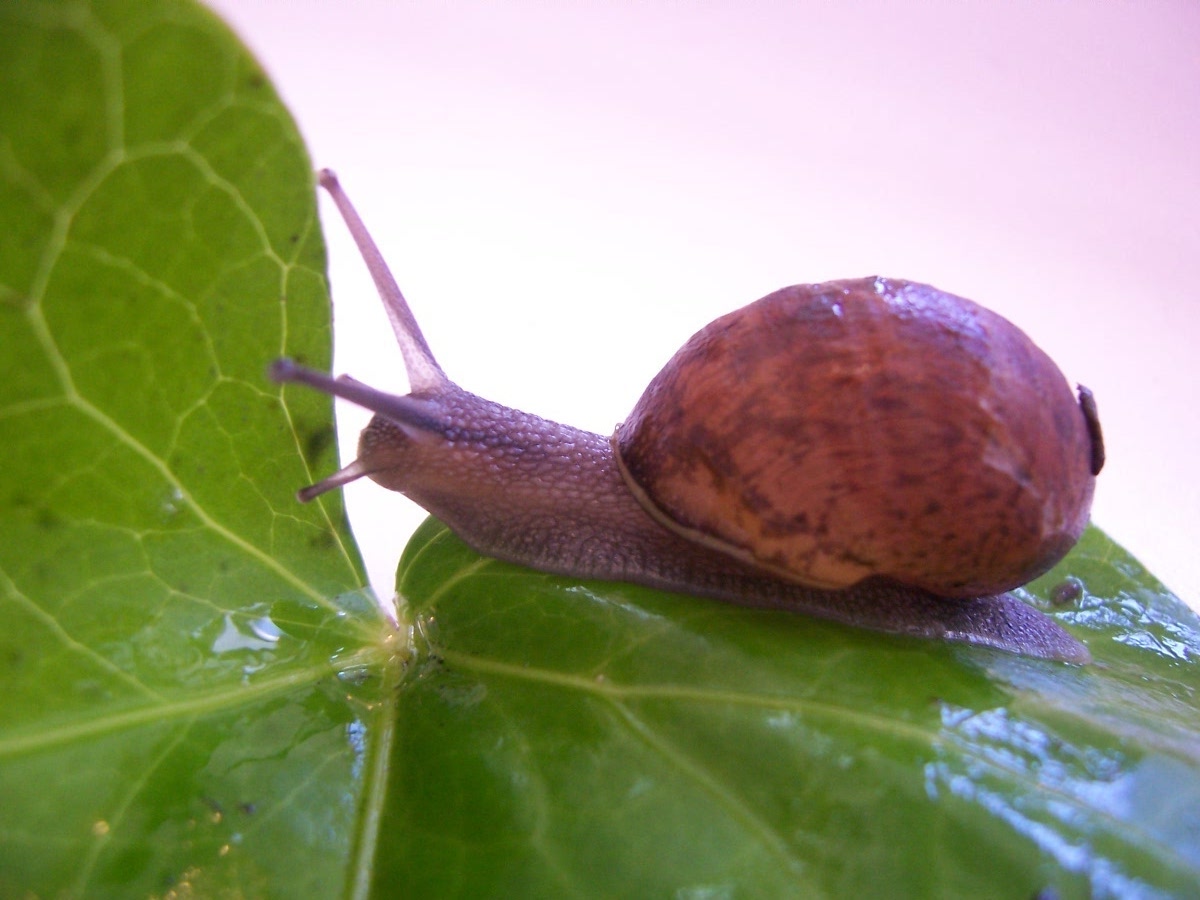 La vida secreta y veloz de los caracoles - Foros Perú