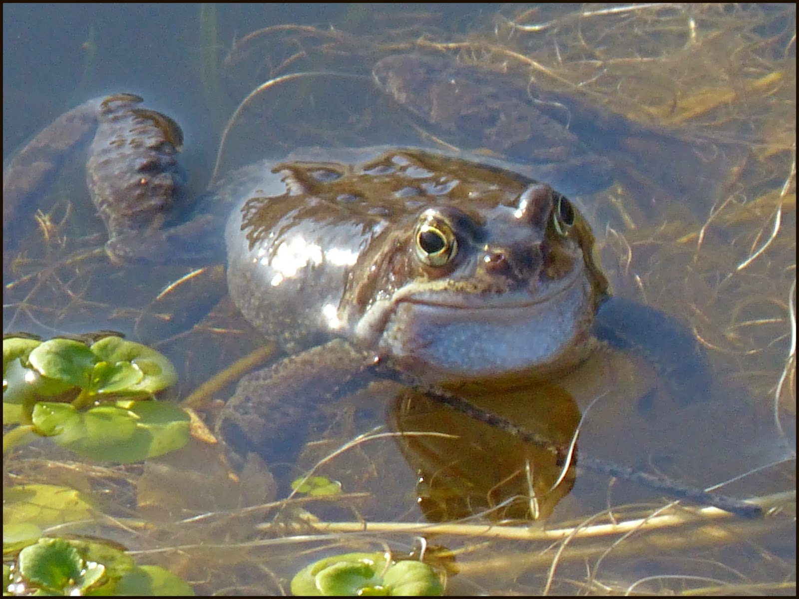 Wild and Wonderful: Amphibian Alert ~ Frogs Galore