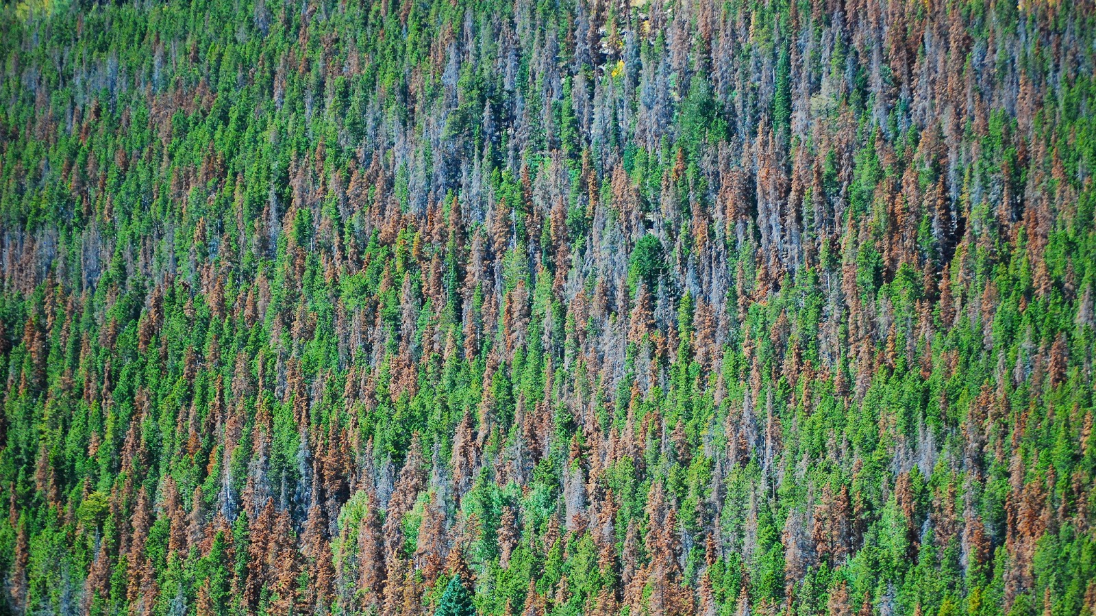 Floresta de Coníferas | Coniferous Forests