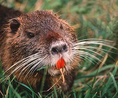 TRIESTE PATOCA: IL CASTORINO SCOVAZZINO DI RIO OSPO!