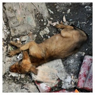 Funny Animals: Dead Dogs