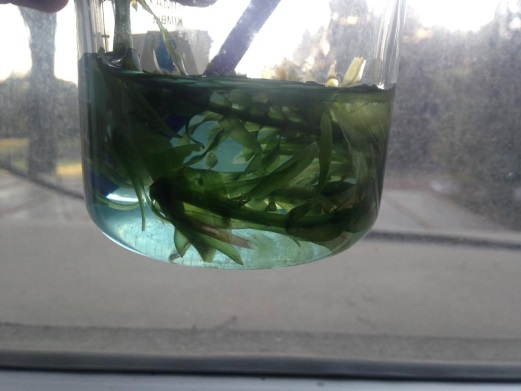 Biología: INFORME: AZUL DE BROMOTIMOL