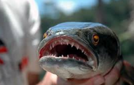 Mengenal Lebih Dekat Ikan Toman