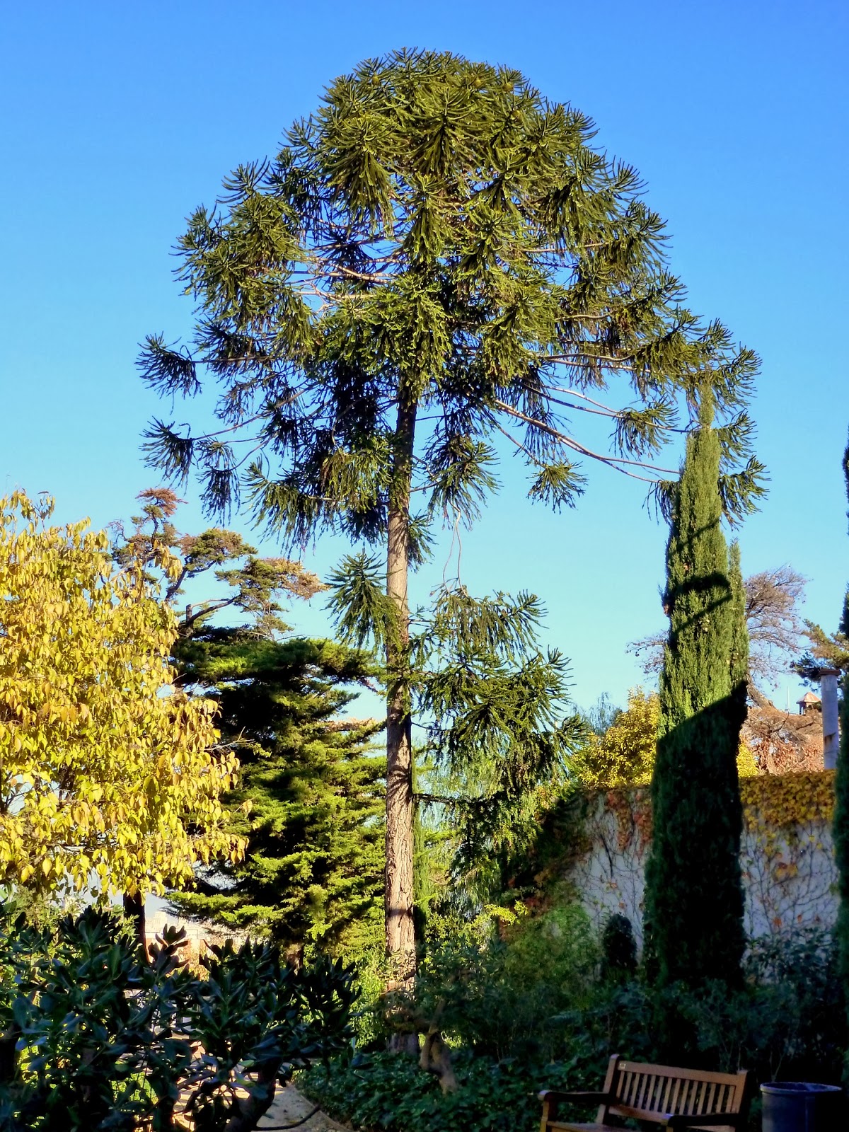 Árboles con alma: Araucaria australiana. Pino "Bunya" (Araucaria bidwillii)