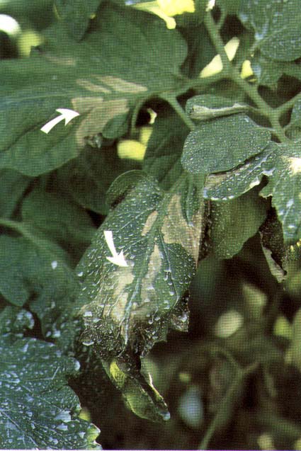 Tarım Siteniz: Clavibacter michiganensis subsp. michiganensis ...