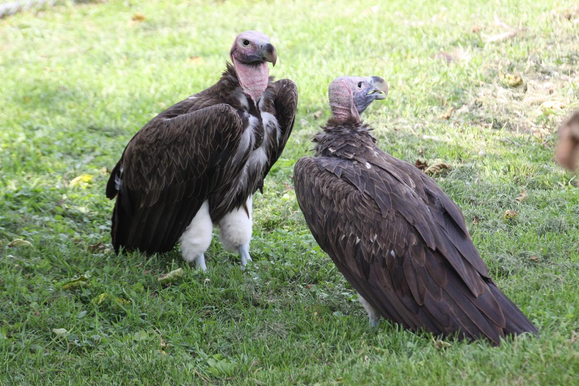 Michigan Exposures: An Evening at the Zoo