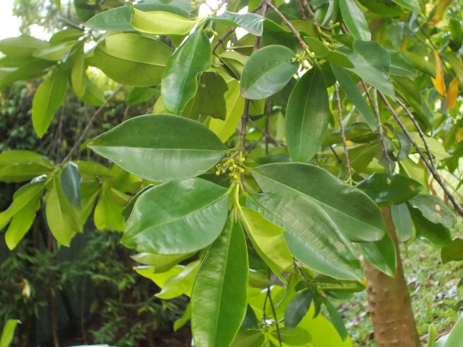 Plants found in Singapore: Carallia brachiata