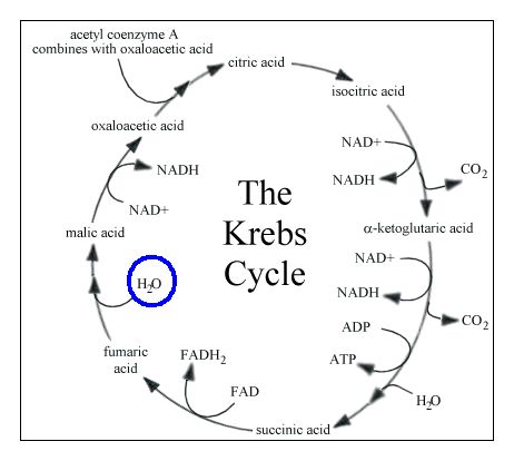 Bio Geo Nerd: Glucose Metabolism - Glycolysis through Kreb's Cycle