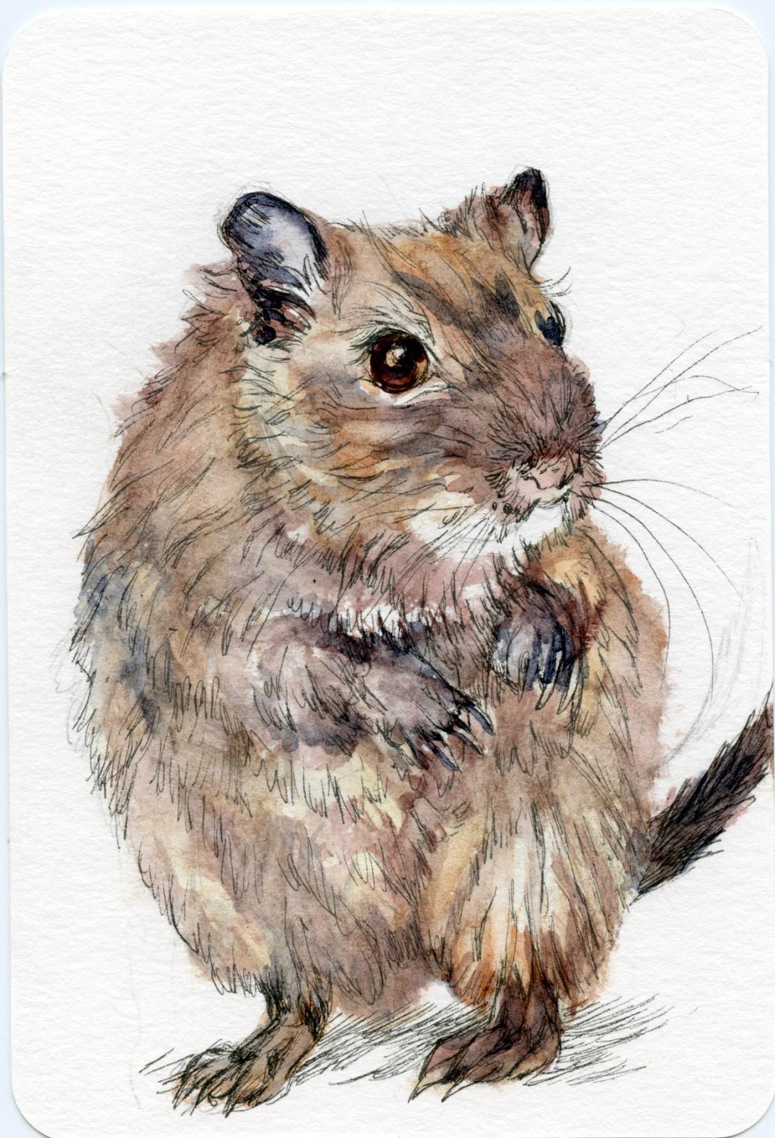 Gerbil Drawing