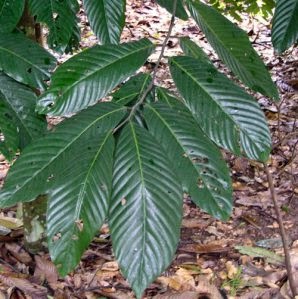 RAHASIA SUSKSES BUDIDAYA GAHARU: Gaharu buaya Gonystylus spp