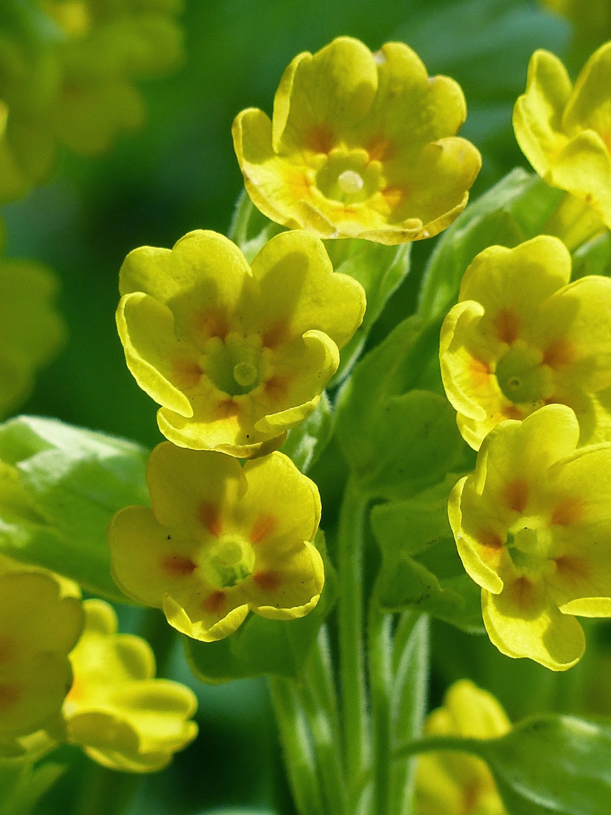 Primula veris | Wild flowers of Europe by Anita Beijer