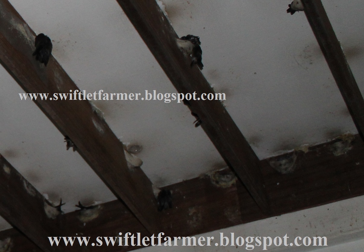 Swiftlet Farming : Swiftlets Farming Equipments, Edible Birds Nest and ...