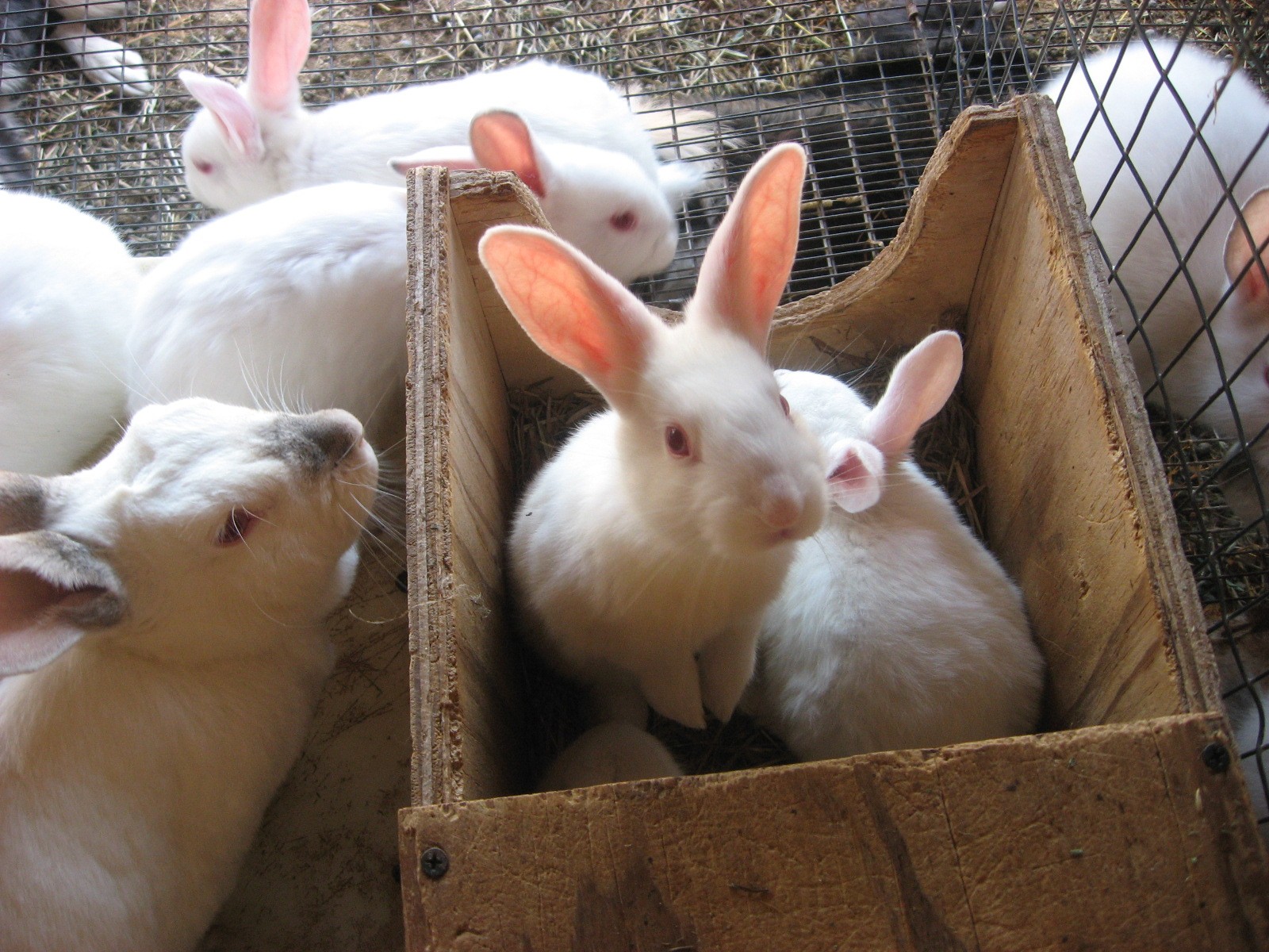 Rabbits/Meat/Hunting and more: Cool Post from Stone & Thistle Farm On ...