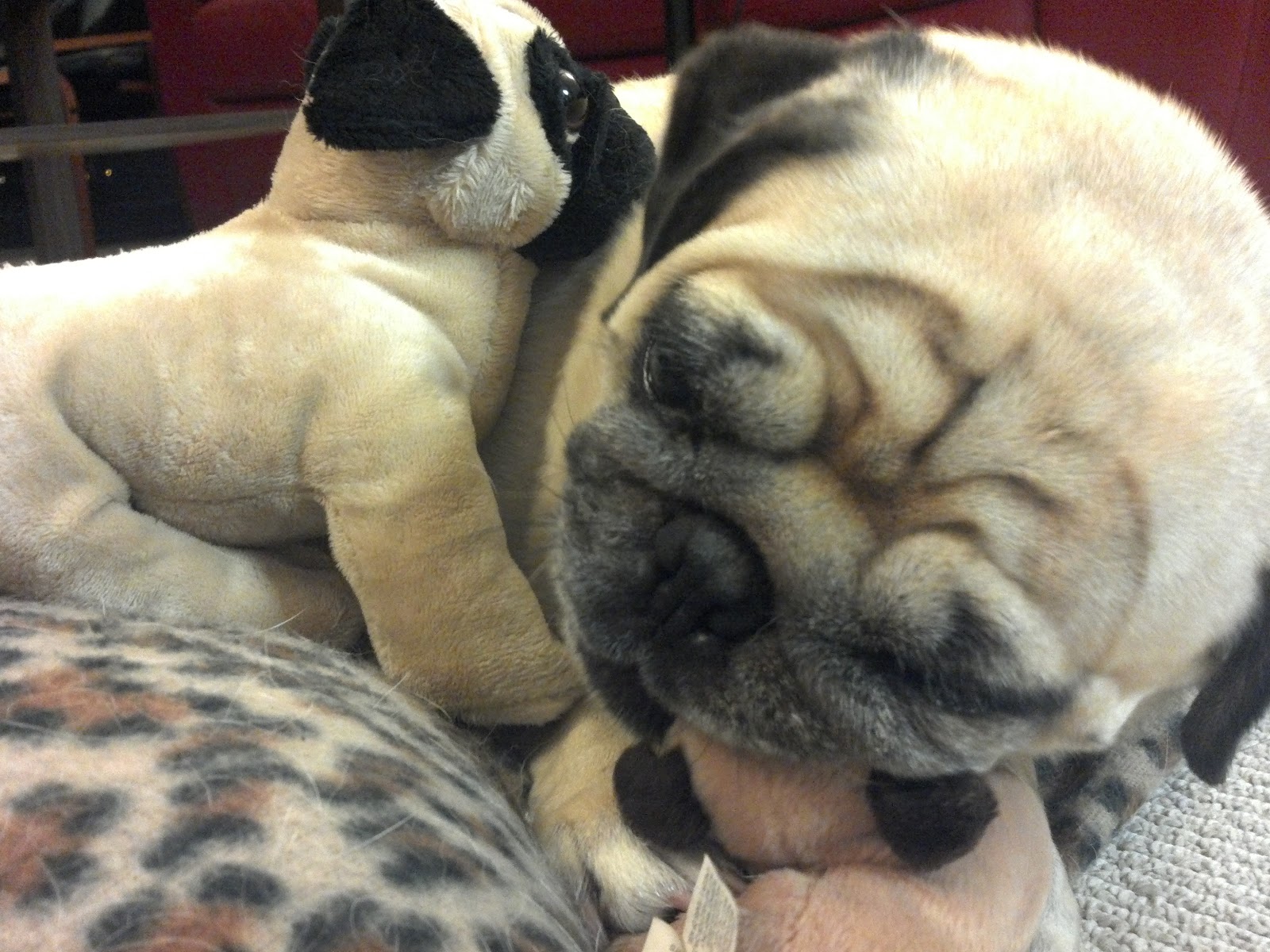 Lil Smug Pug: Internet Madness, Pug Photos, and New Harness - Yippee!