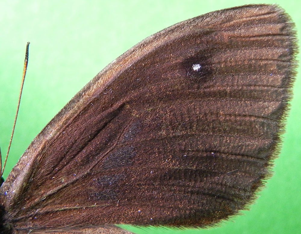 MARIPOSAS (BUTTERFLIES): Subfamilia SATYRINAE anverso alas anteriores ...