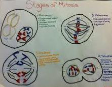 Mitosis