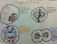 Mitosis: Fun with Mitosis