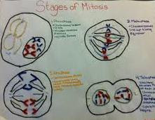 Cell Cycle Book - Ms. Bautista 2013-2014