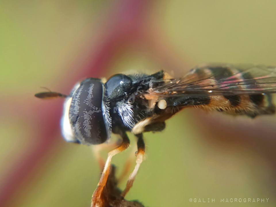 Macro Photography Ideas Insect taken by Smartphone - Macro Photography ...