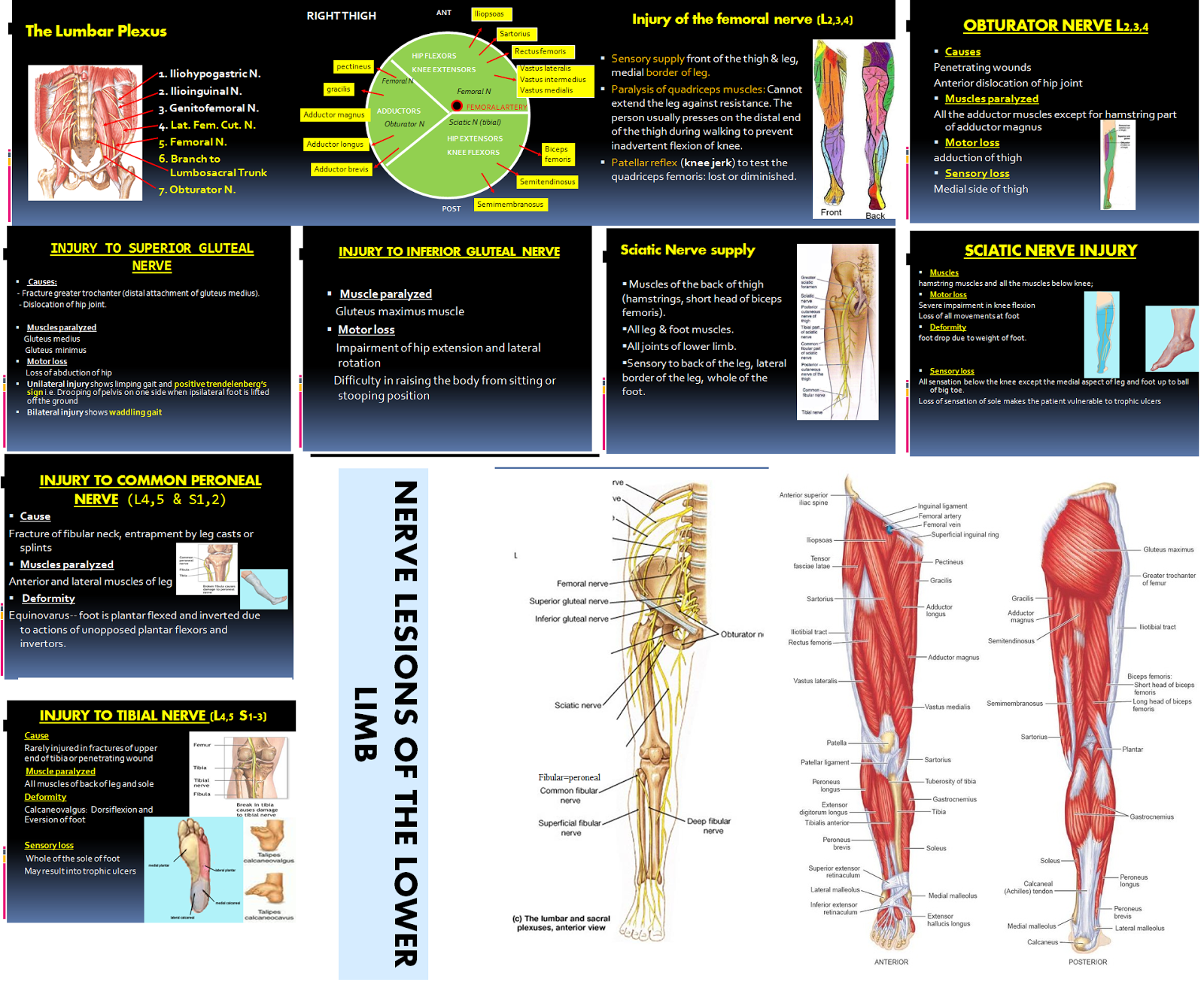 Medical Concept maps : Musculoskeletal system