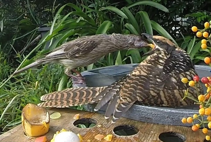 My Burra Family: The Storm Birds are back