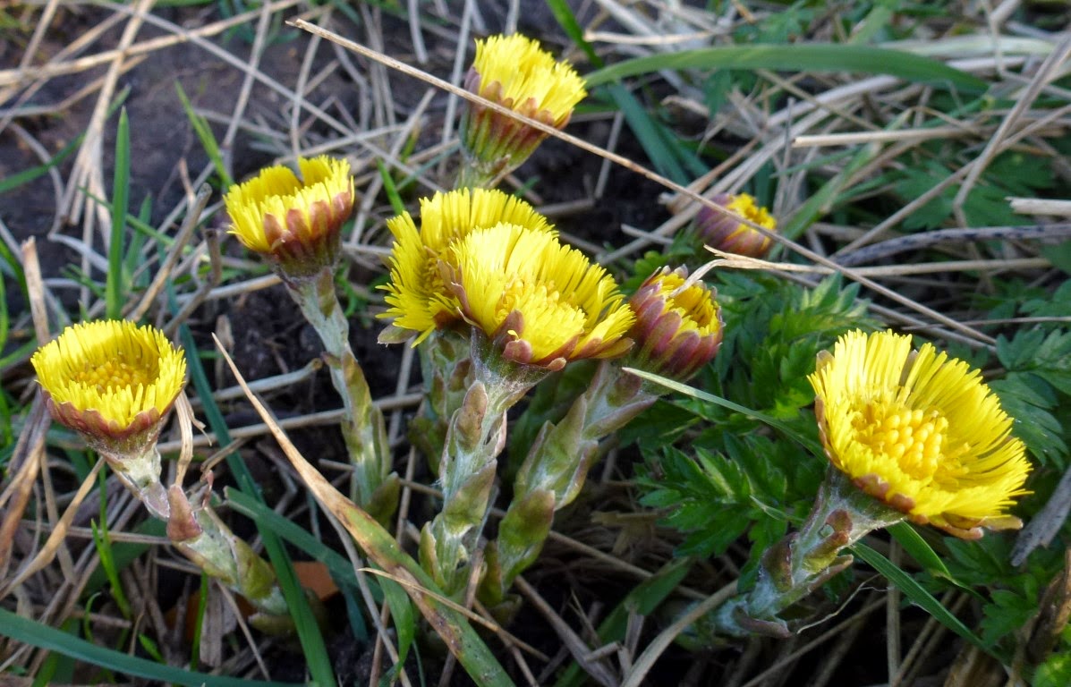 Norfolk Wildlife Trust: Coltsfoot at NWT Thorpe Marshes